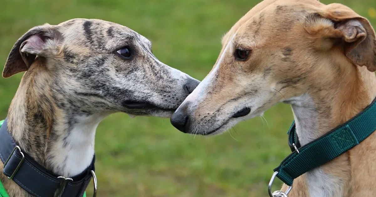 Dog Brothers Reunited After 14 Years Apart