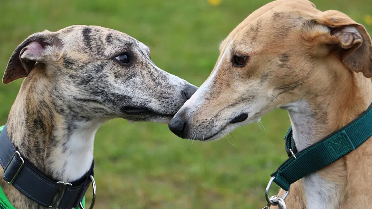Dog Brothers Reunited After 14 Years Apart