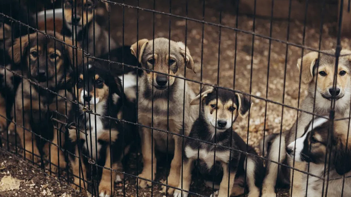 Puppy Farm Gang Convicted for Selling Sick Dogs for $600,000