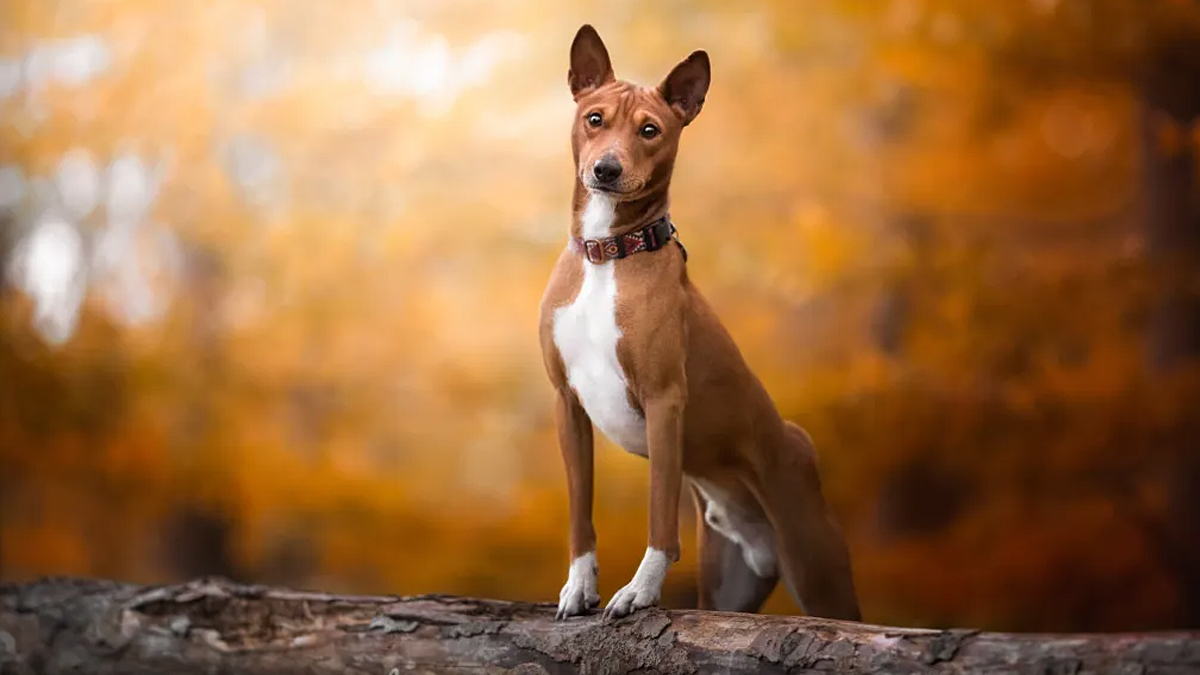 What Is the Only Breed of Dog That Can’t Bark?