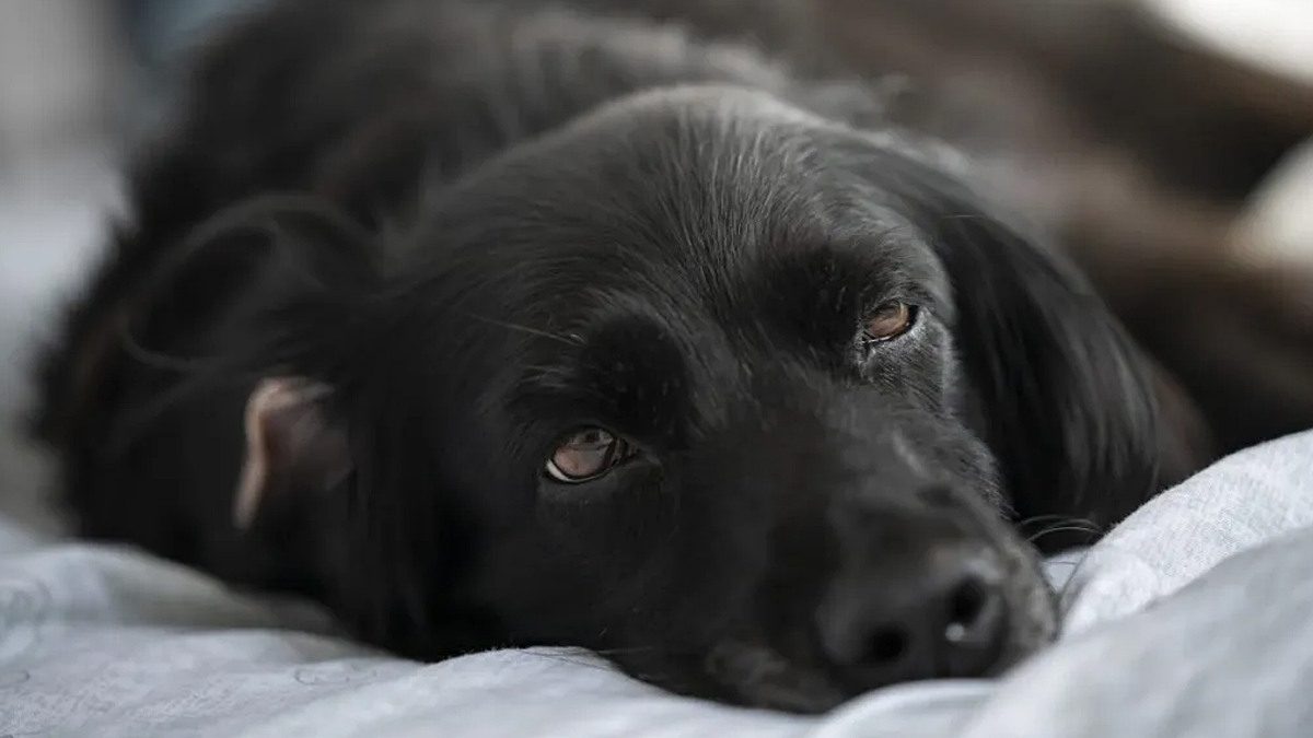 Dog With 6 Legs Had Extra Limbs Successfully Removed