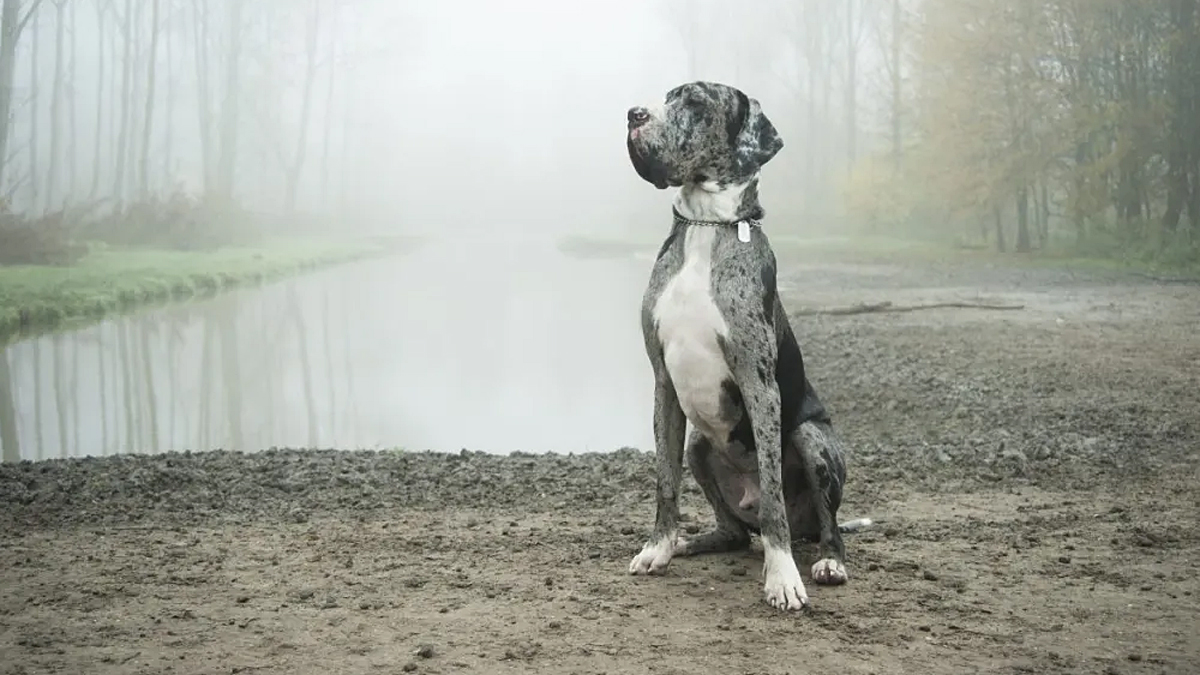 Viral Dogs Slipping on Ice Video Is a Warning to Owners