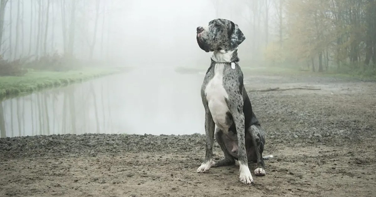 Viral Dogs Slipping on Ice Video Is a Warning to Owners