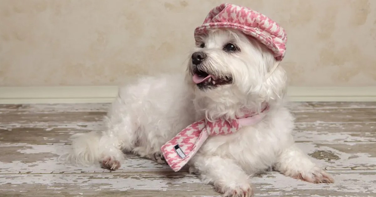 Influencer Dog Owner Spends $12,000 a Year on Designer Outfits, Food ...