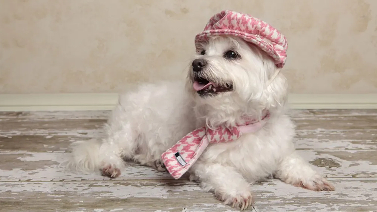 Influencer Dog Owner Spends $12,000 a Year on Designer Outfits, Food ...