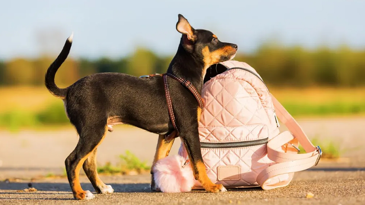 Disney-themed Loungefly Dog Backpacks Are a TikTok Hit