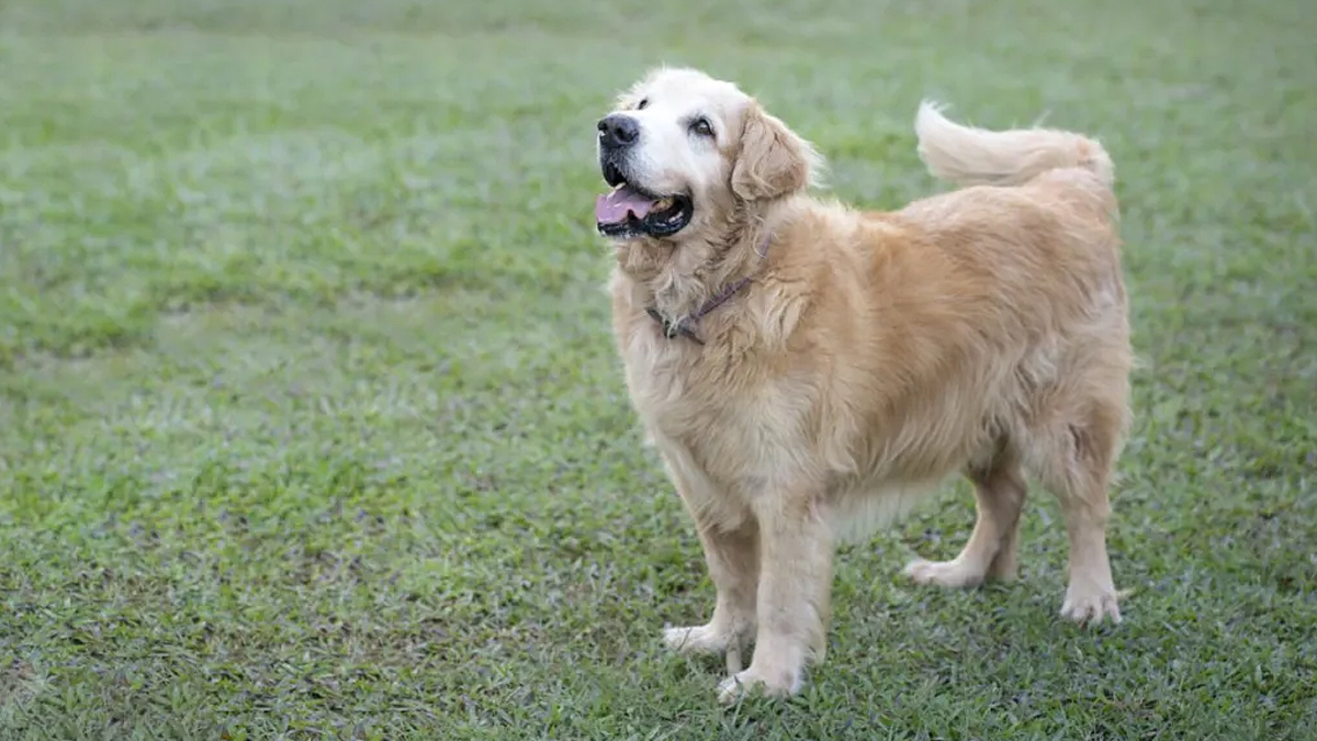 Real Reason Why Dogs Wag Their Tails Suggested by Study