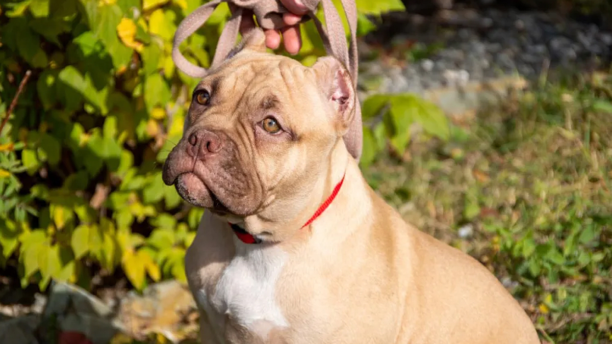 Life of XL Bully Saved Following Owner’s Death