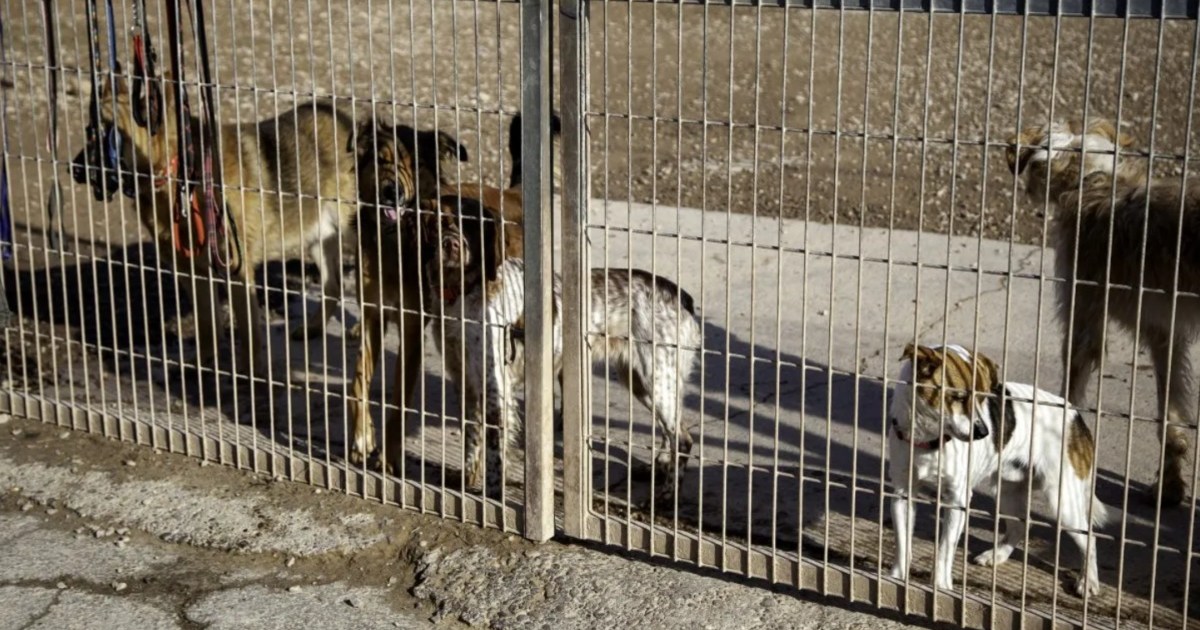 Nearly 100 Dogs Seized From New Jersey Animal Rescue