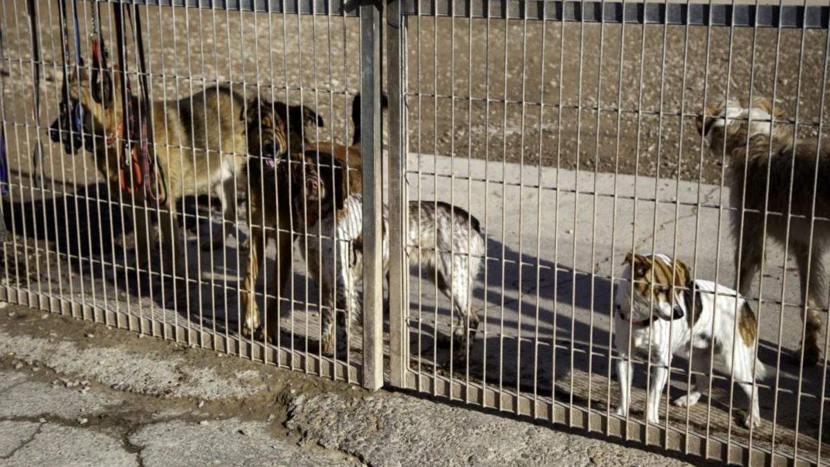 Facts About The ASPCA And What They Do For Dogs - DogTime