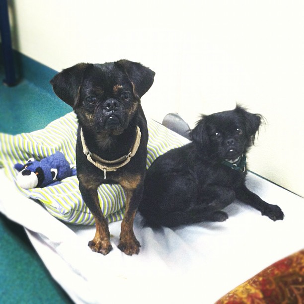 Puginese Dog Breed Information & Characteristics