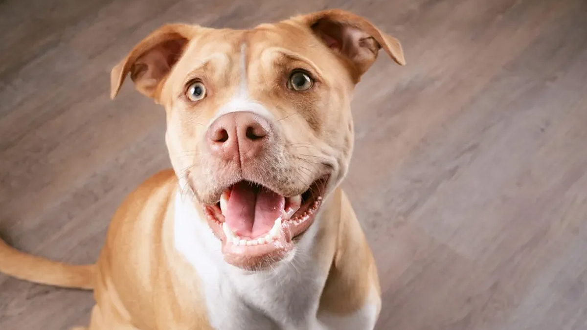 Amazon Driver Dog Theft Attempt Captured in Shocking Video