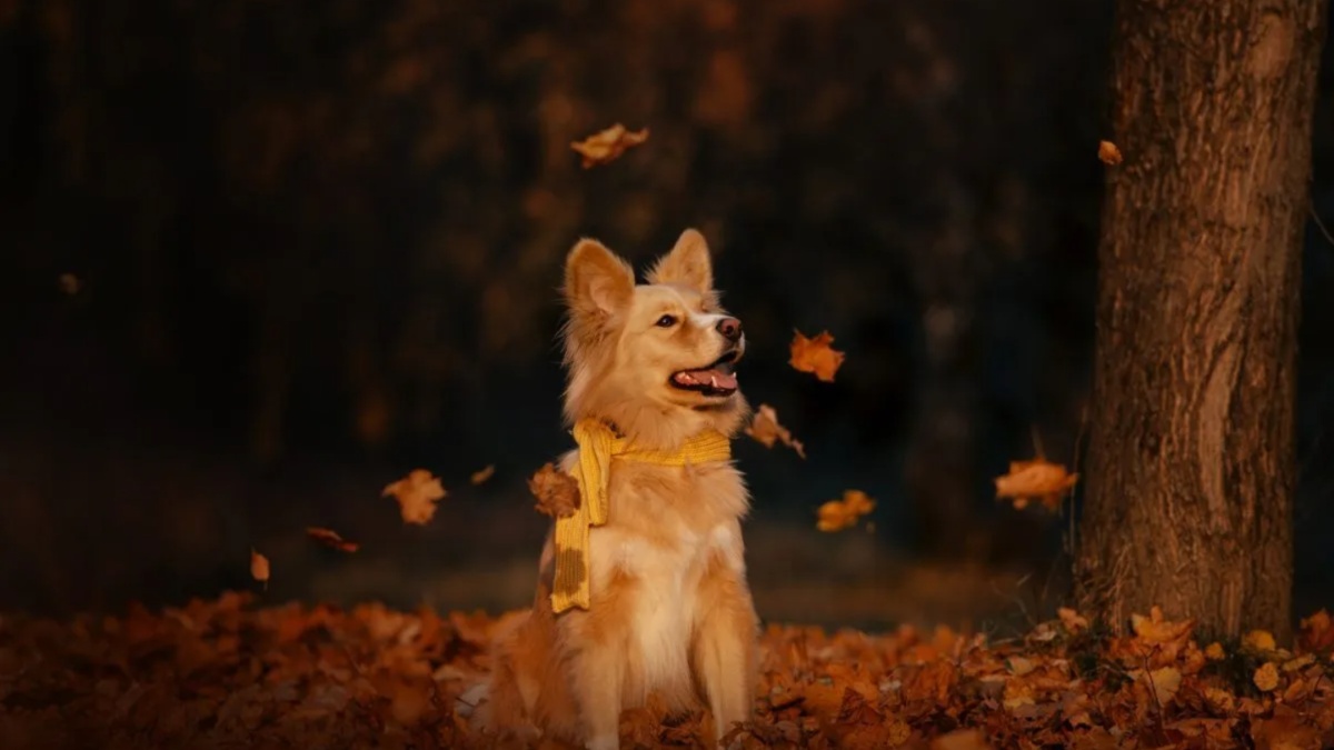 Amazon Driver Delivers More Than a Package, Shooting Family Dog