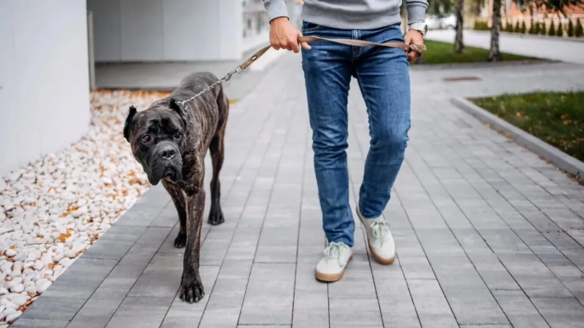 Man Jailed After Cane Corso Dog Attacks Three-Year-Old in Wales, UK