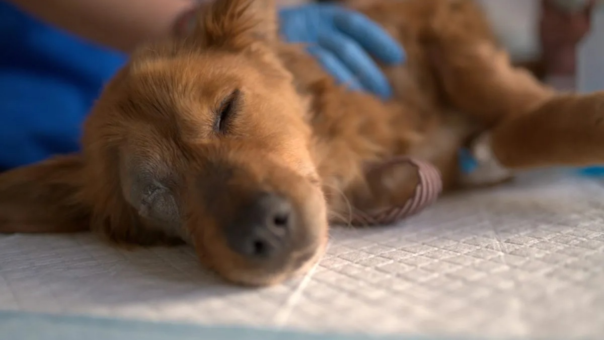 Necropsy Performed After Colorado Dog Critically Injures Owner