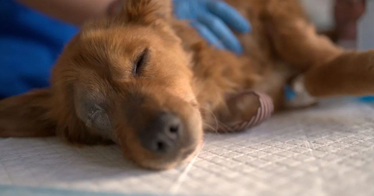 Necropsy Performed After Colorado Dog Critically Injures Owner