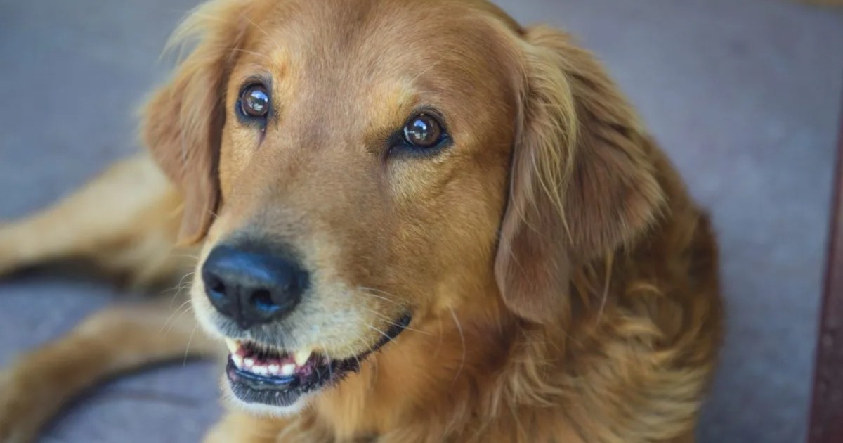 Connie the Container Dog Expecting Puppies After Heroic Rescue