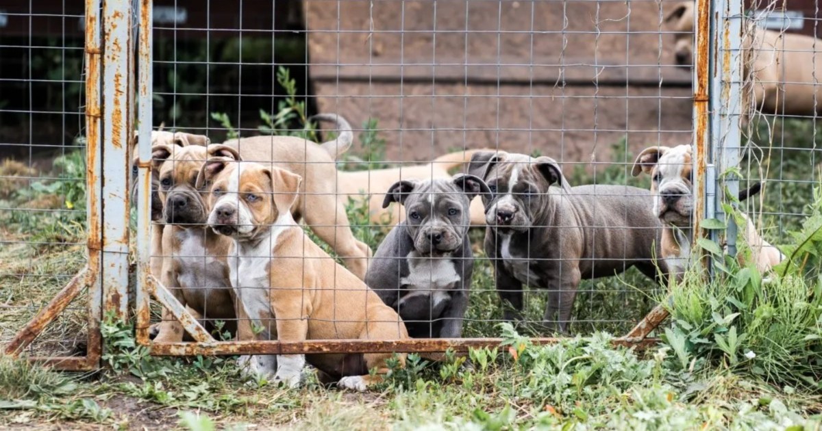 13-Hour Police Standoff at DC Home of Man With 31 Dogs Ends