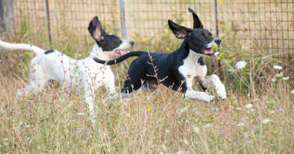 Texas College Using Traps to Lure Aggressive Stray Dogs