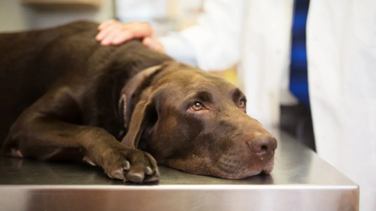 Why You Should NOT Jump Into Icy Waters To Save Your Dog - DogTime