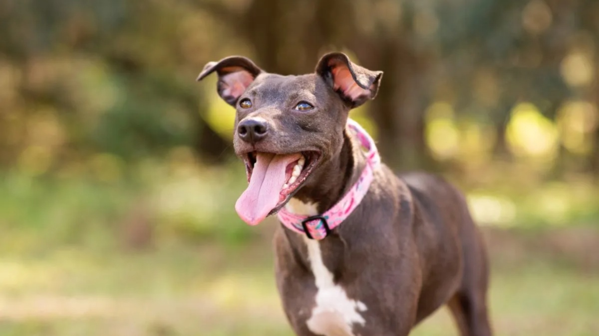 Pit Bull Mix Runs Mile to Doggy Daycare for Help After Owner is in Car ...