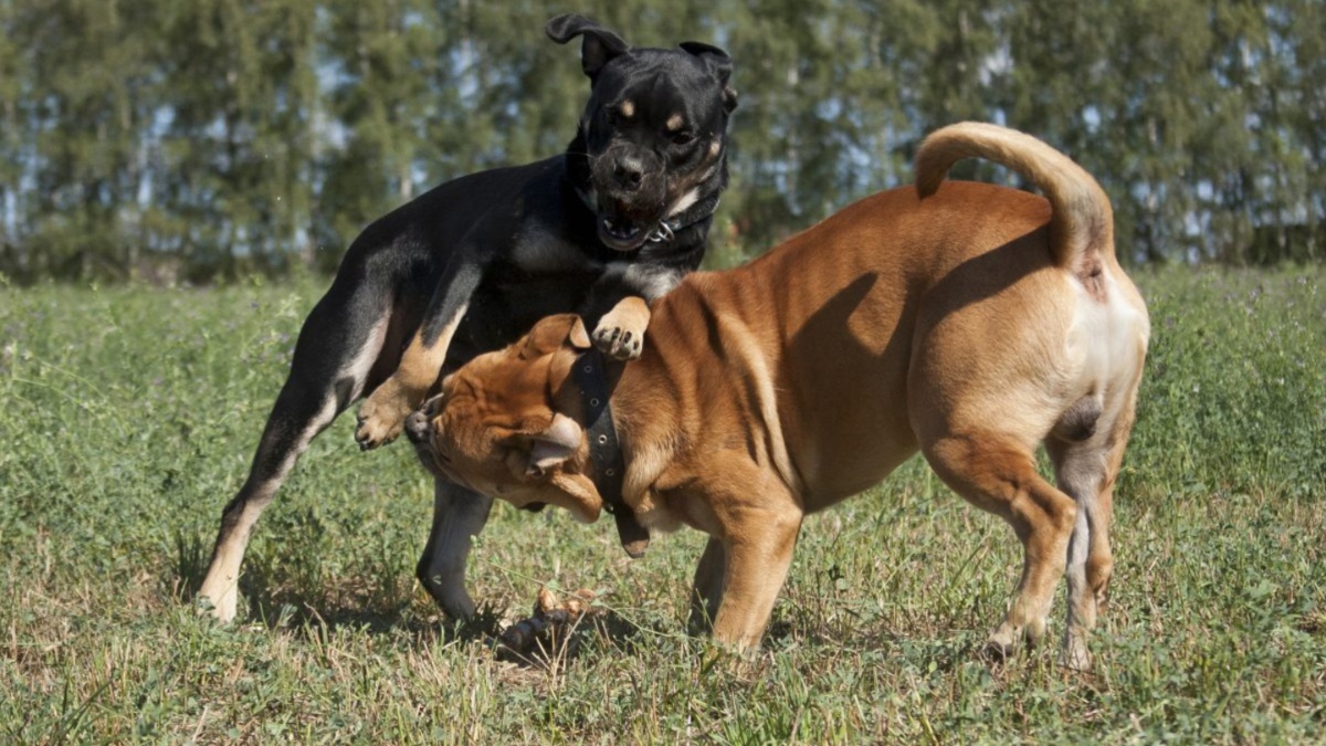 Dog-Fighting Ring Uncovered in New Jersey