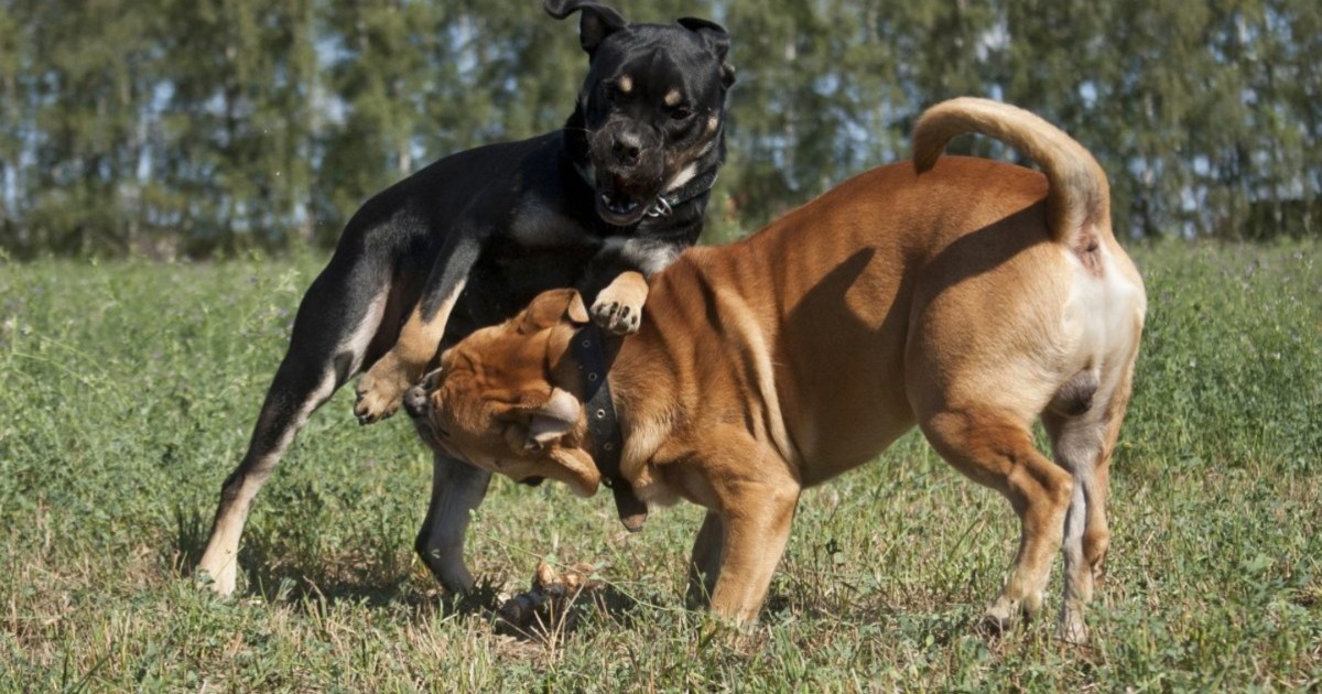 Dog-Fighting Ring Uncovered in New Jersey