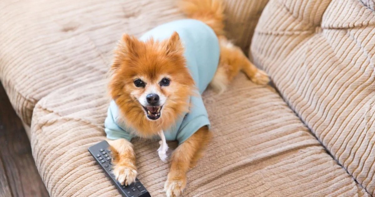 Why Do Dogs Like Watching the Bluey TV Show?