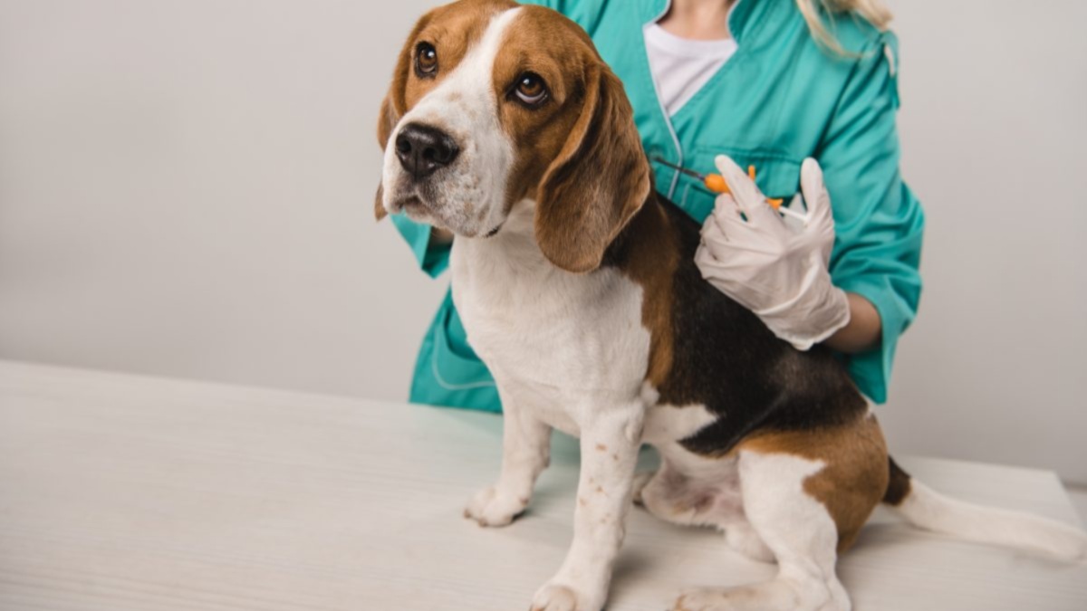 Animal Rebellion Rescue 18 Beagles From Testing Facility - DogTime