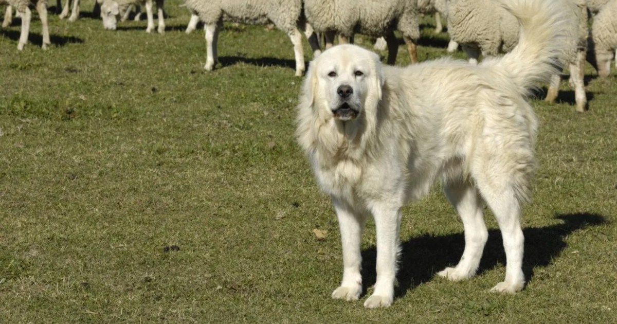 Georgia Farm Dog Saves Flock From 8 Coyotes, Wins Award