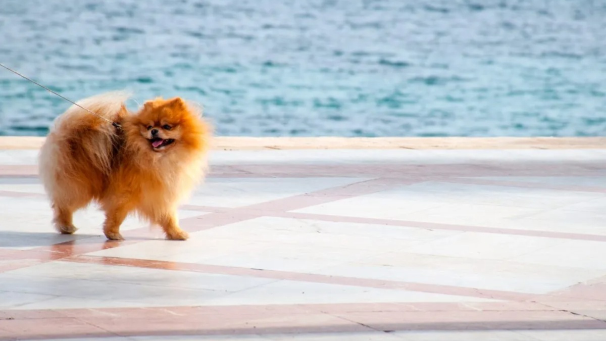 Fluffy Dog vs. Wind: Viral TikTok Video Captures Epic Battle