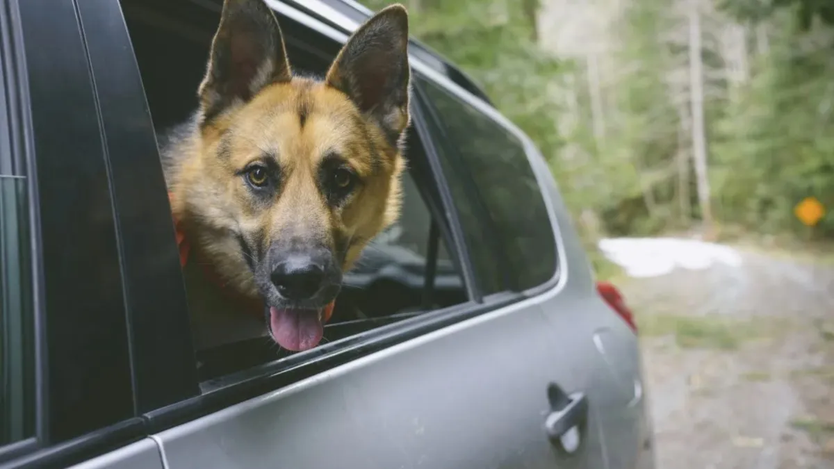Three German Shepherds Take Over Stranger’s Car
