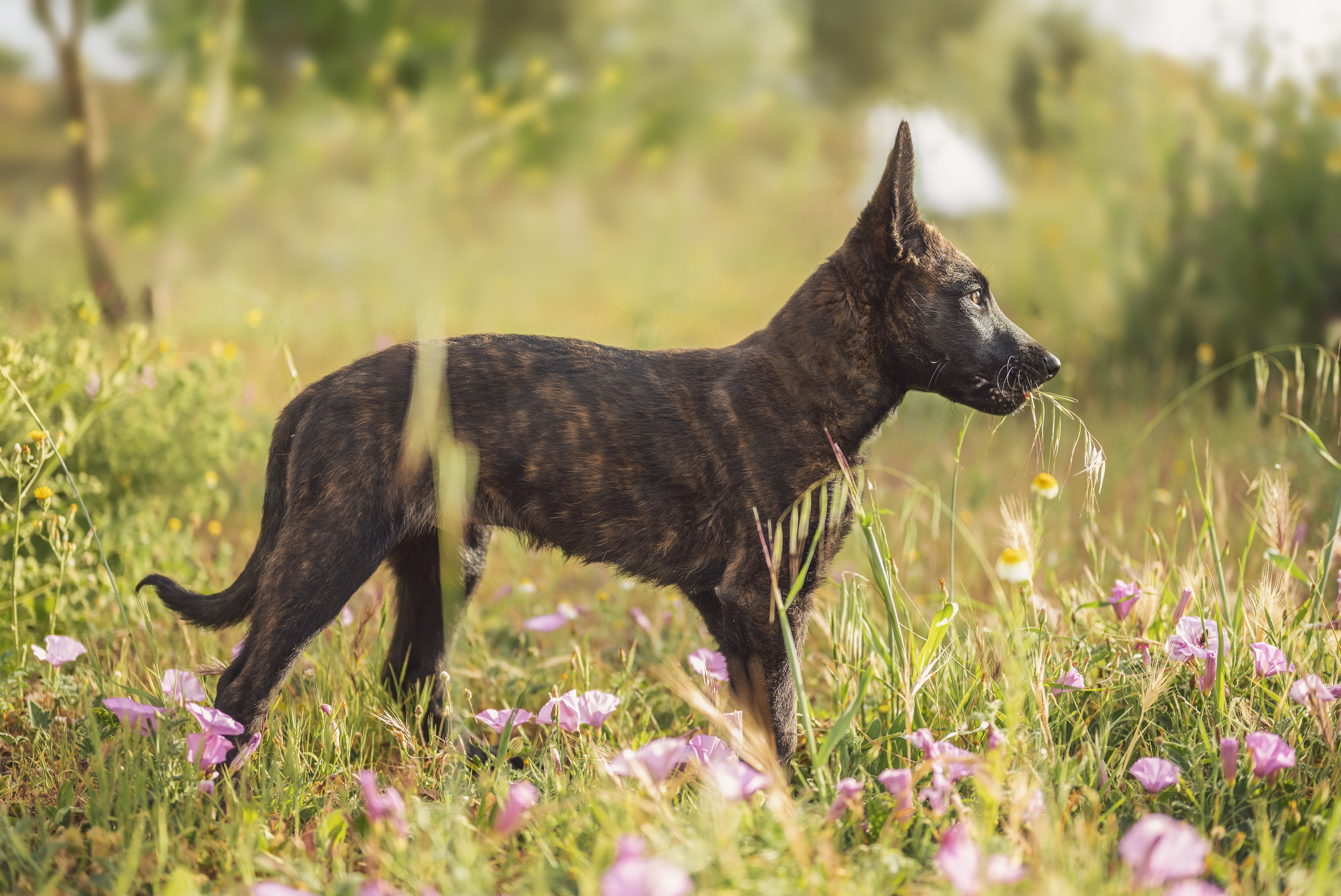 Dutch Shepherd Puppy Pictures and Facts