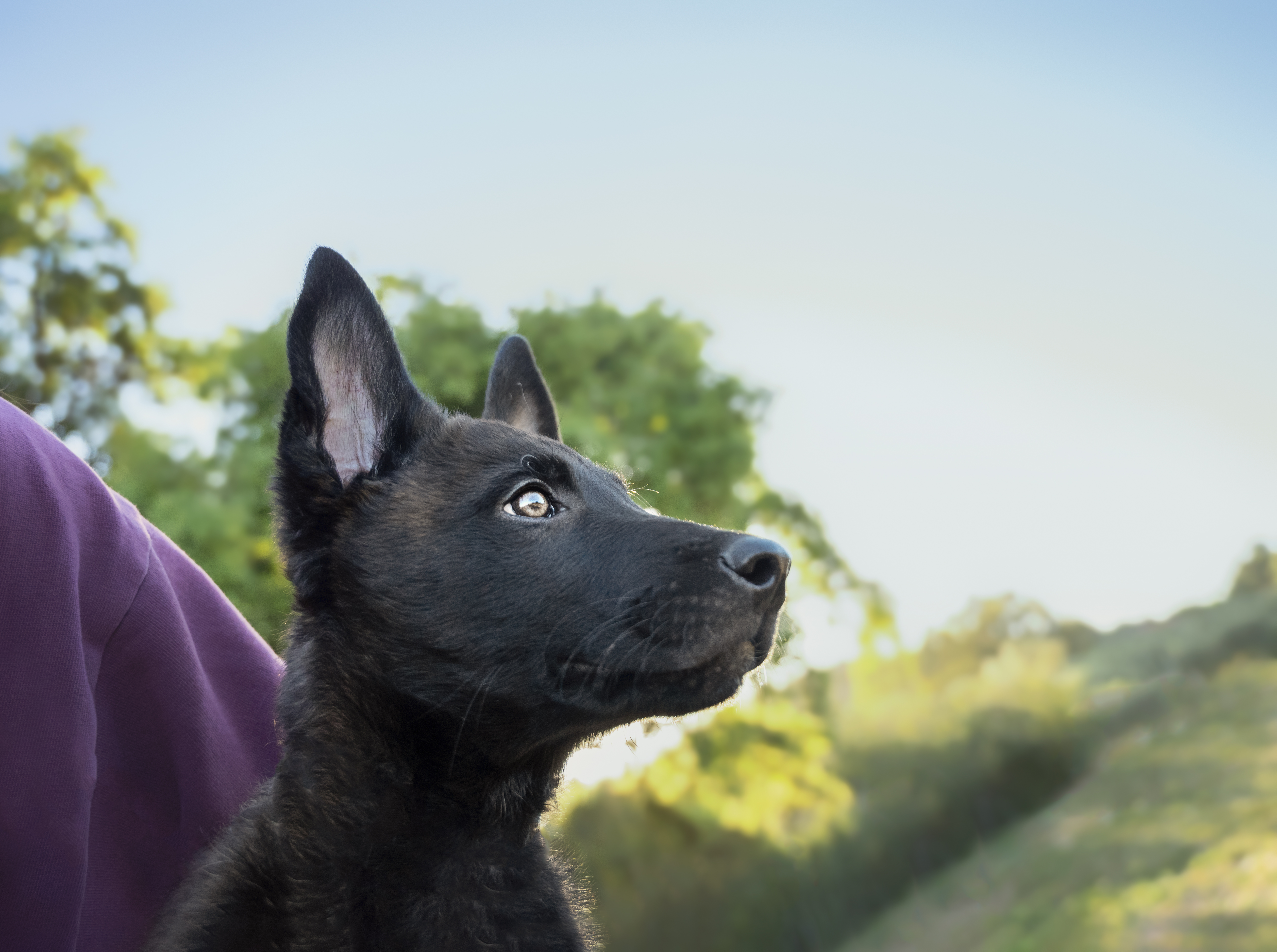 Dutch Shepherd Puppy Pictures and Facts