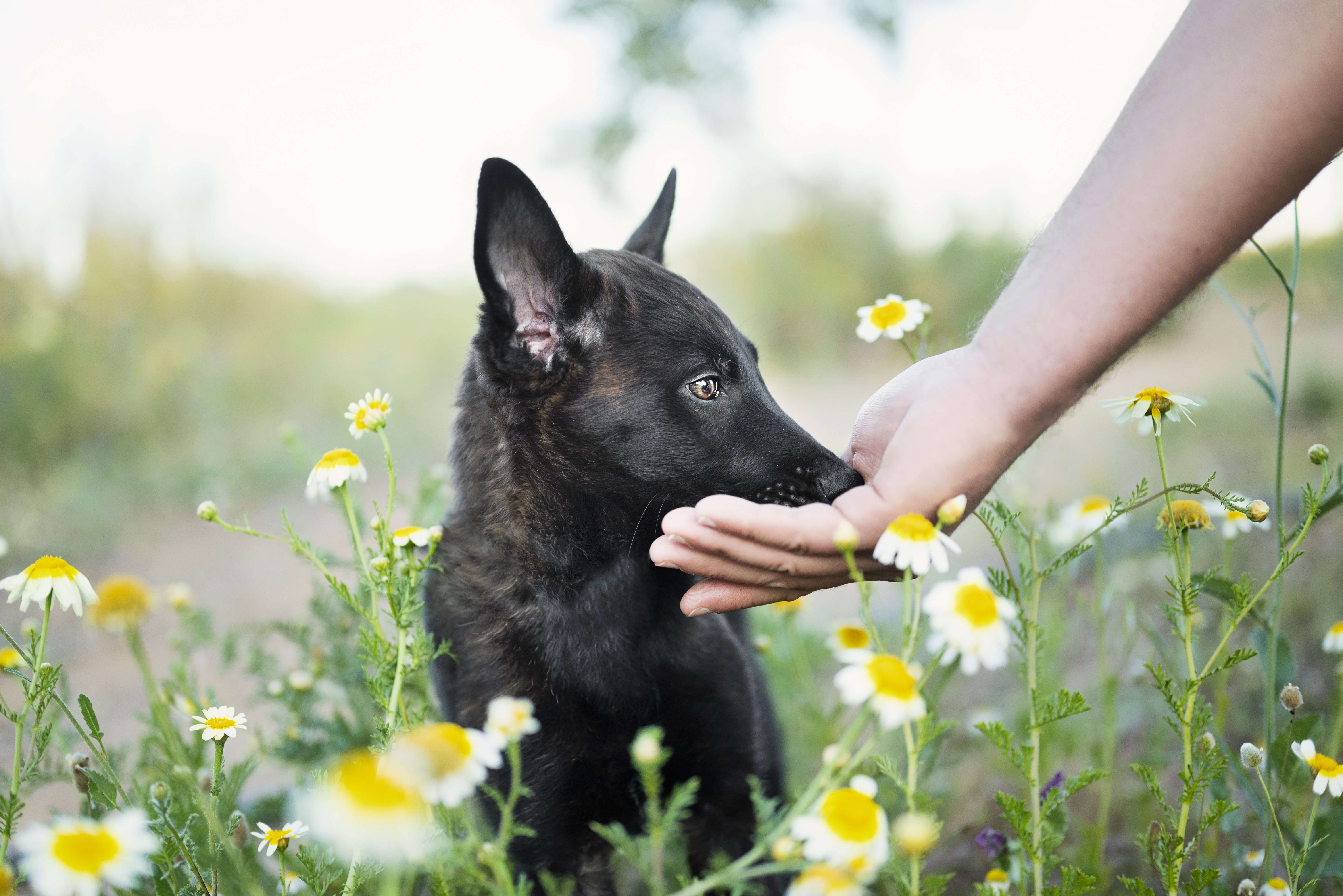 Dutch Shepherd Puppy Pictures and Facts