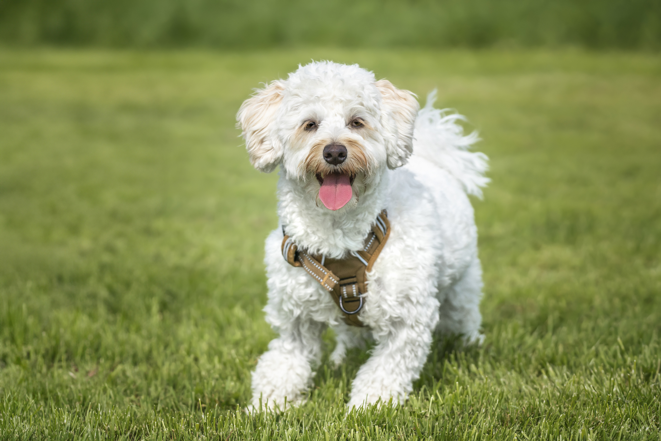 Poochon Dog Breed Information & Characteristics