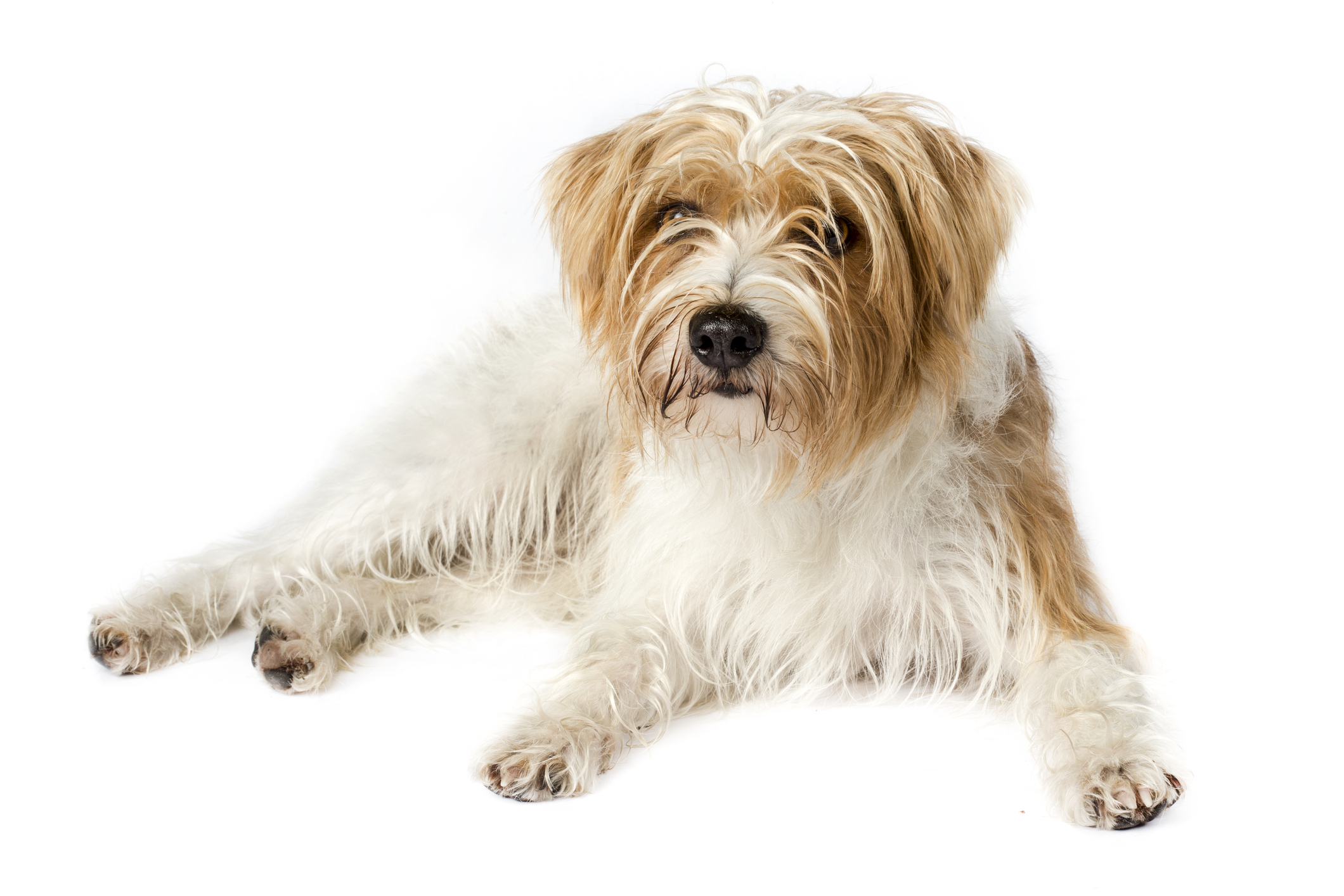 Kromfohrlander Dog Breed Information & Characteristics