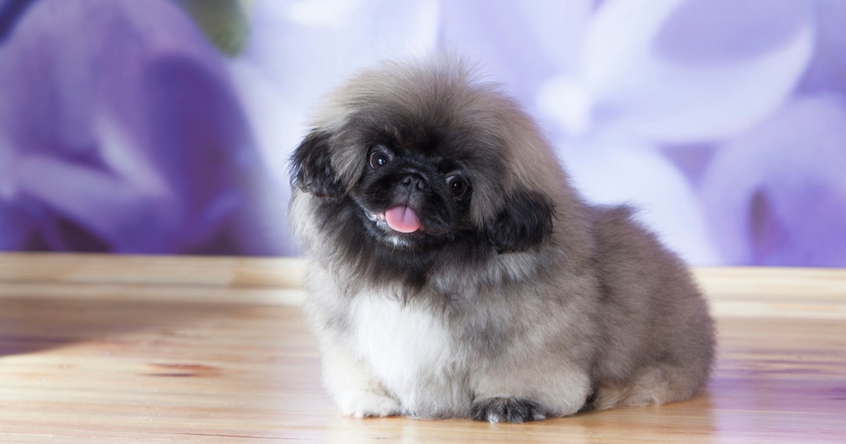 Pekingese Puppy Pictures and Facts