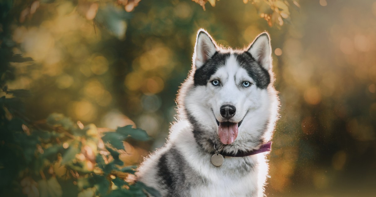 New Siberian Husky To Become Uconns Mascot