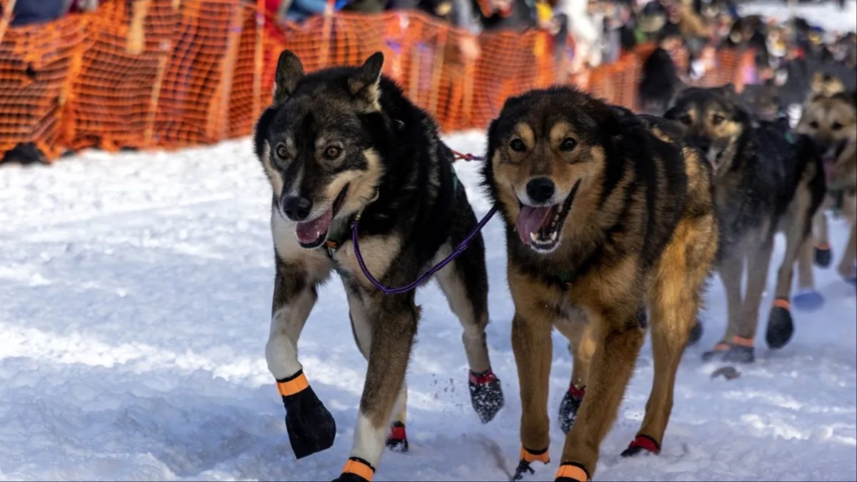 Iditarod Sled Dog Race 2024: Dallas Seavey Wins 6th Championship