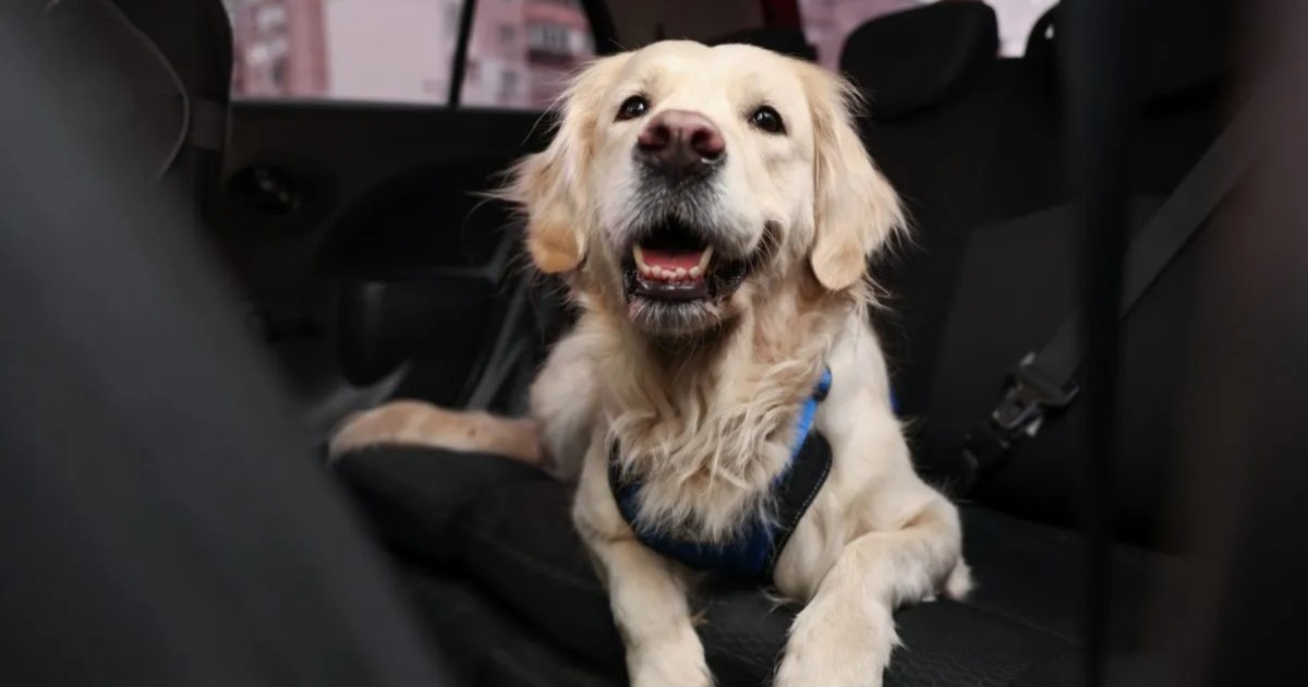 Lucid Air Unveils Pet Feature Similar to Tesla’s Dog Mode