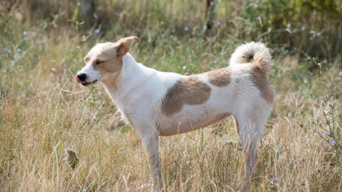 Missing Family Dog Found Four Years Later