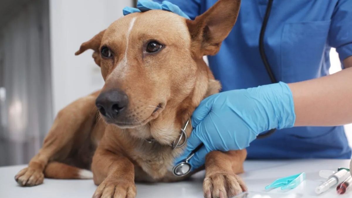Dogs With Parvo Usually Die. Now, There's Hope