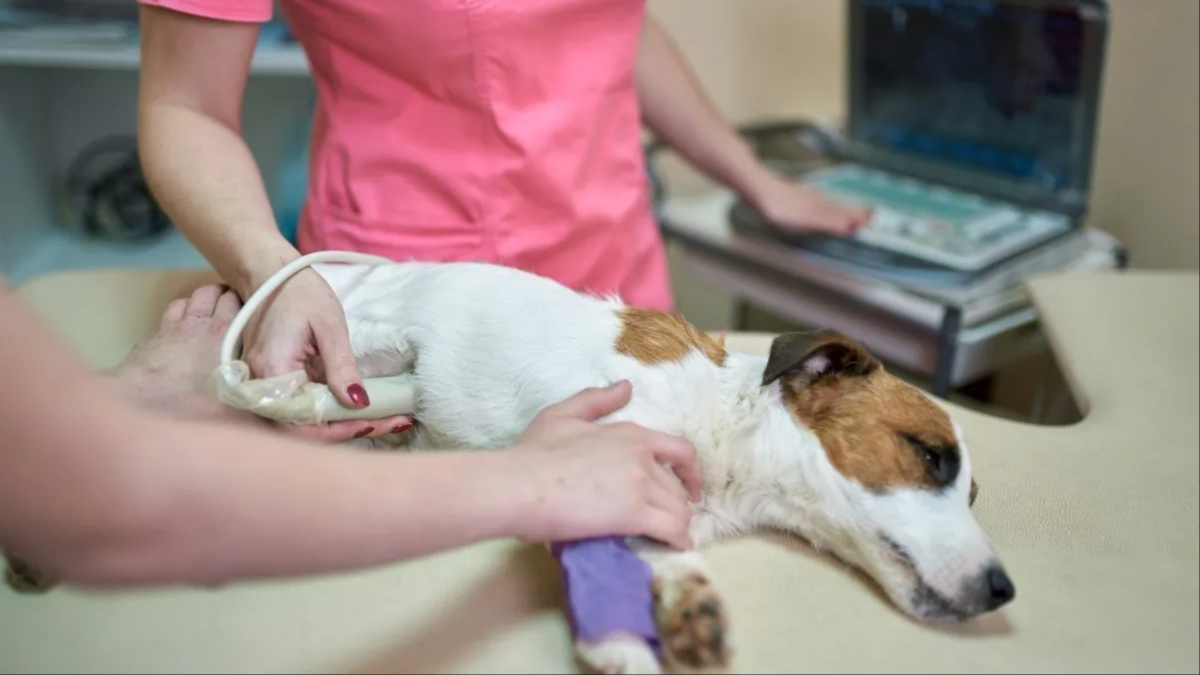 Memphis Dog Set on Fire 1 Year Ago Finds Forever Home