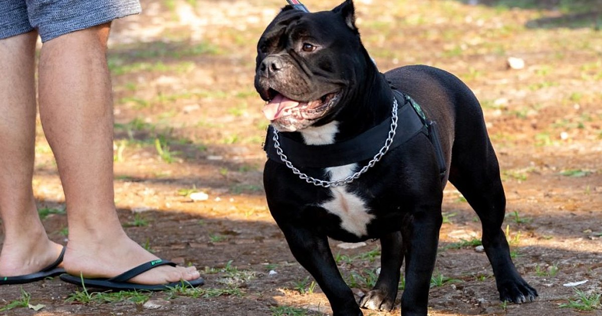 Scotland XL Bully Ban Date Confirmed & Restrictions Detailed