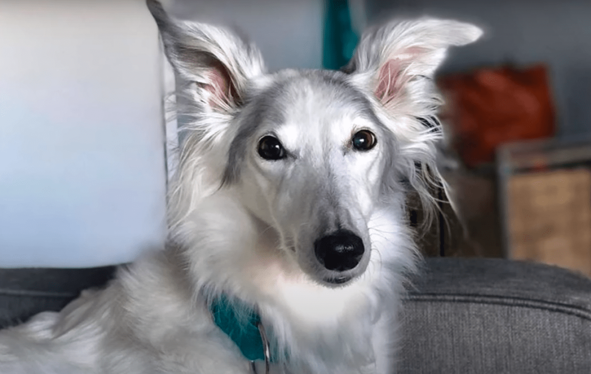 Silken Windhound Dog Breed Information & Characteristics