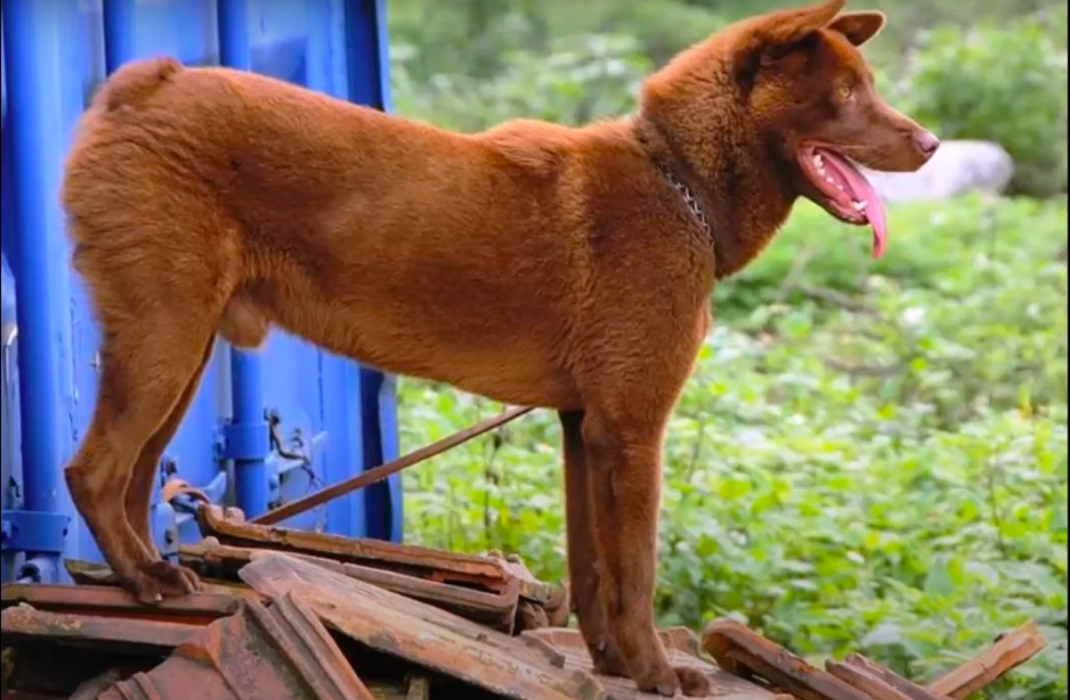 Hmong Bobtail Dog Breed Information & Characteristics