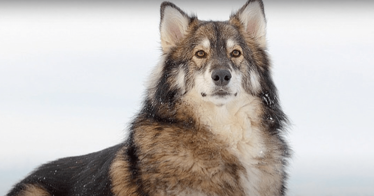 Utonagan Dog Breed Information & Characteristics