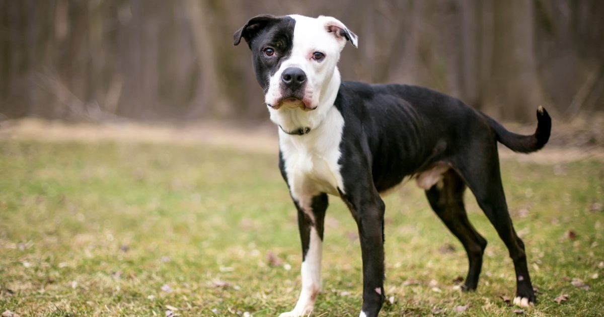 Connecticut Shelter Cares for Neglected, Emaciated Pit Bull Mix