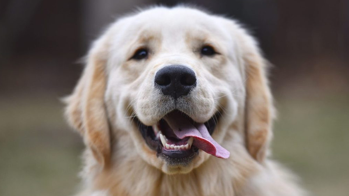Smiling Golden Retrievers Travel the World for Perfect TikTok Selfie Videos